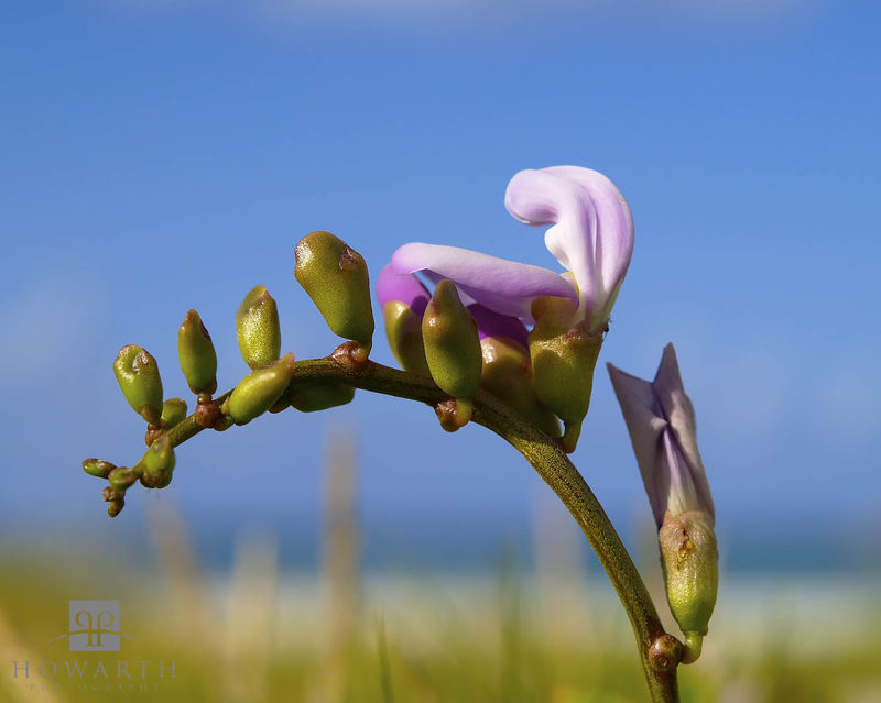 Beach Bean | Gavin Howarth | Bermuda Scenic Photography